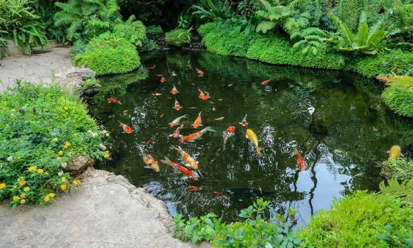 Intégration harmonieuse d'un bassin pour poissons ou grenouilles dans ...