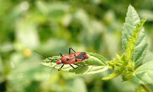 Les insectes utiles au jardin : comment encourager les pollinisateurs ...